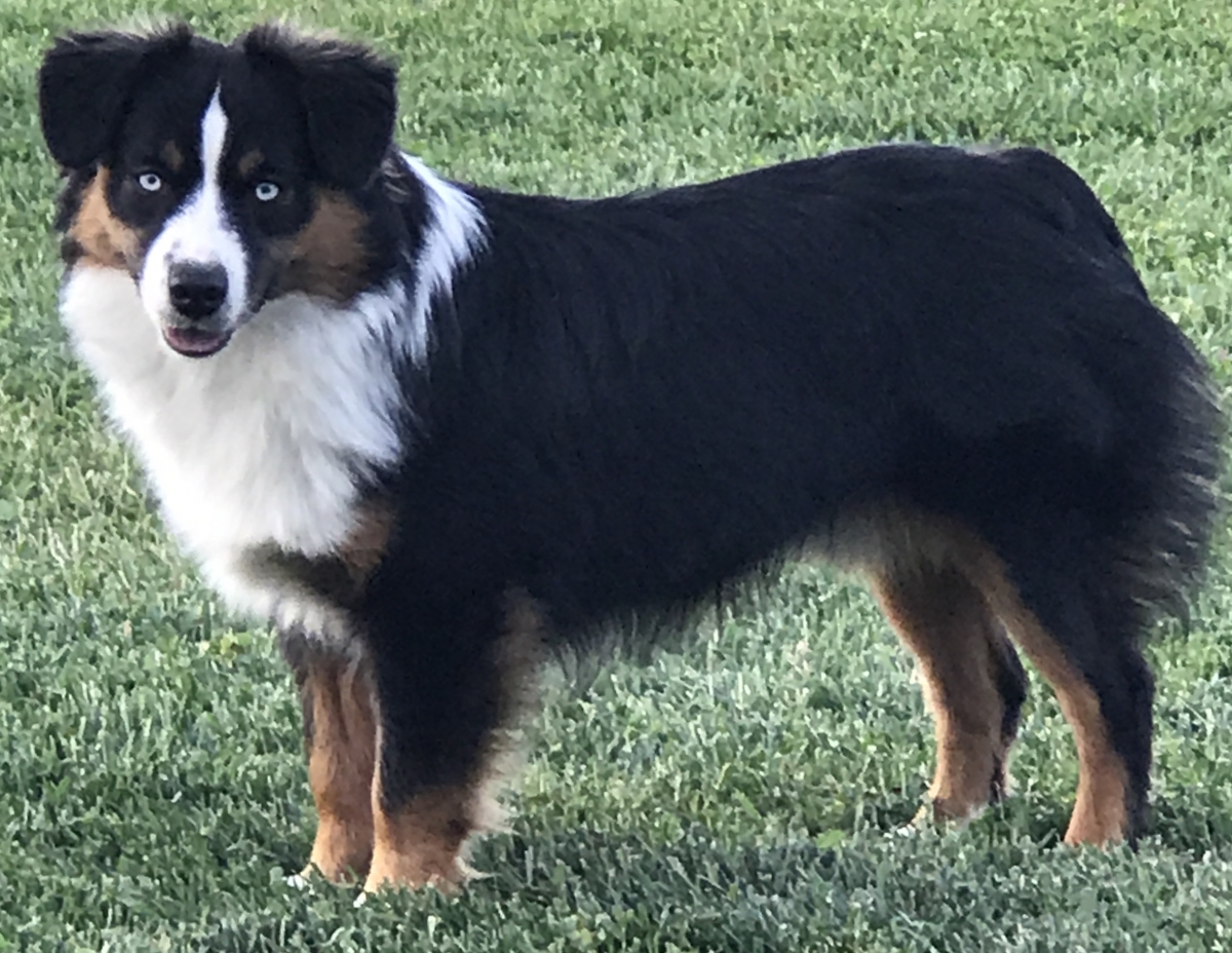 Mini Australian Shepherds, Puppies, Breeder, Sales | Elk Grove Mini Aussies